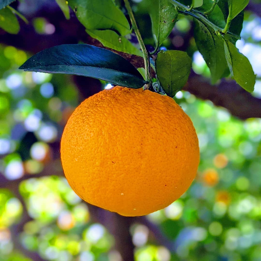 Arance di Ribera DOP Biologiche – Martusella | Arance di Ribera Bio Dop